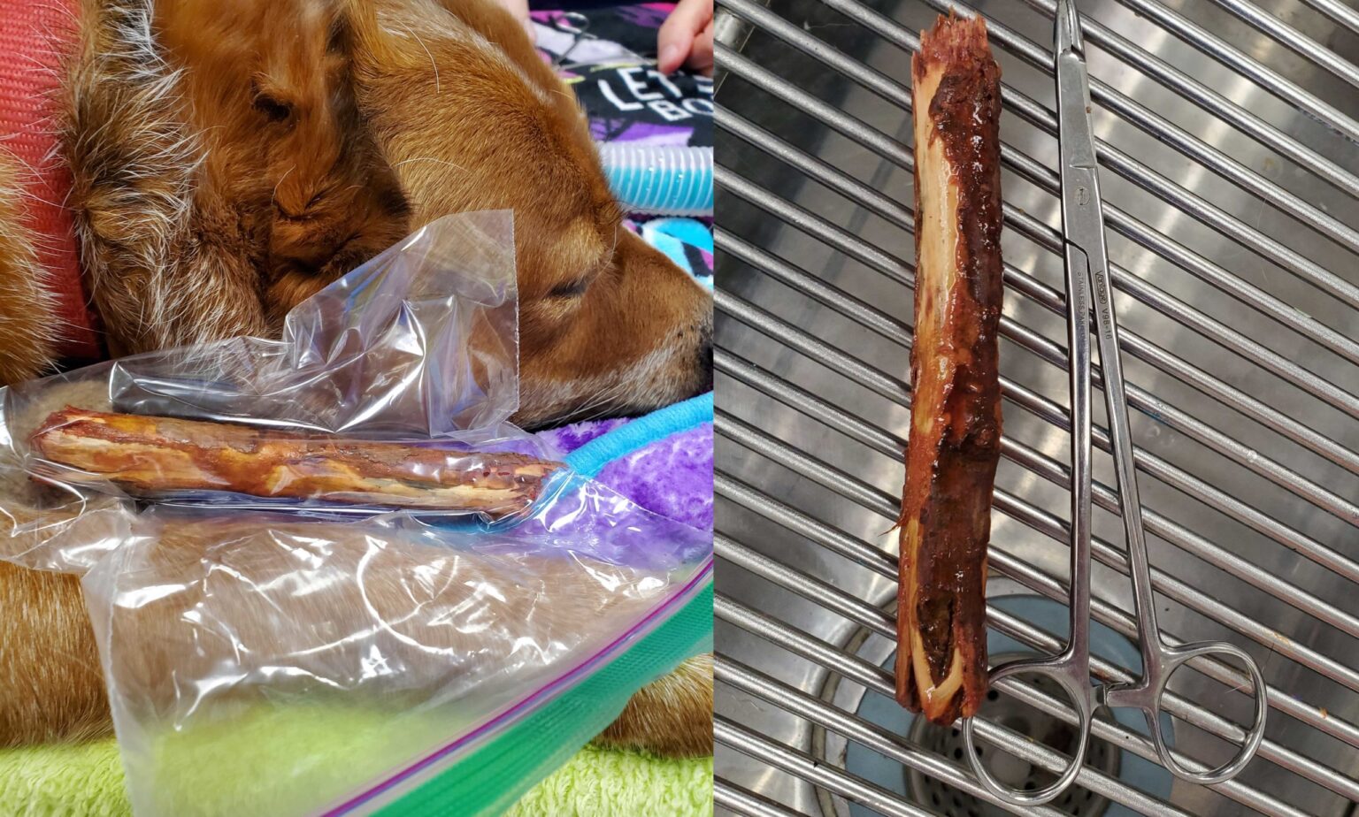 UrgentVet Belmont Vet Clinic | Emergency Vet Belmont, NC | After Hours ...