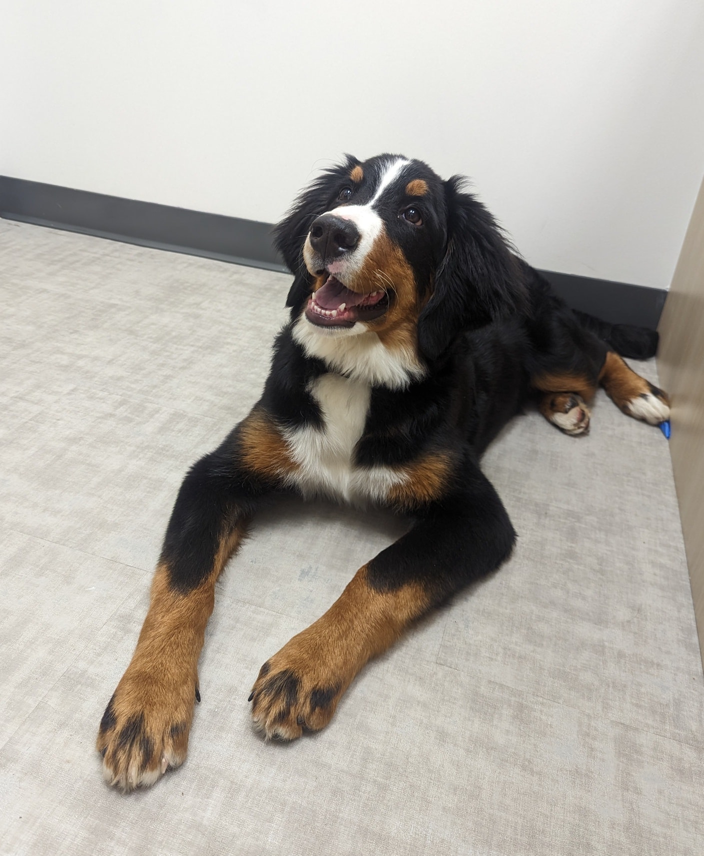 UrgentVet Expands Its Reach to Utah with the Grand Opening of First ...