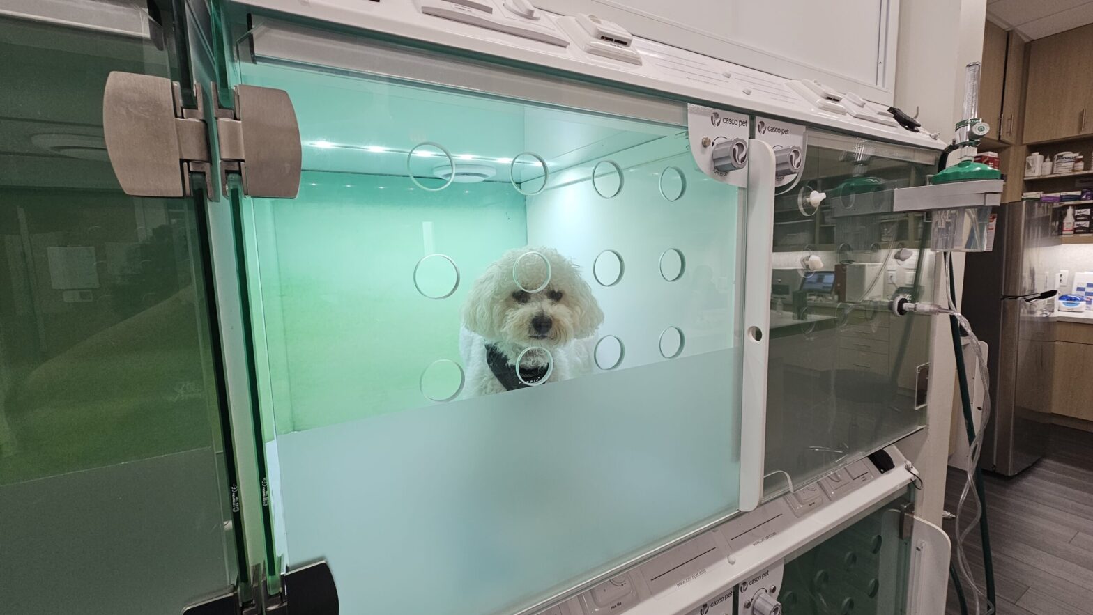 After-Hours Pet Care Option To Open In New York With First Location In ...