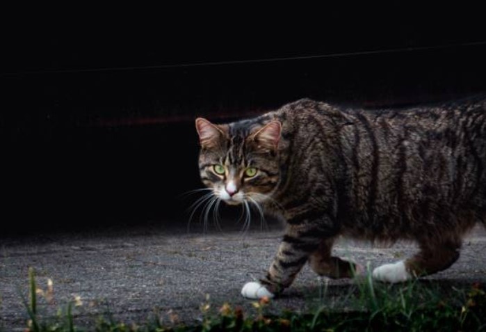 Is it OK to Let My Cat Outside at Night? | UrgentVet
