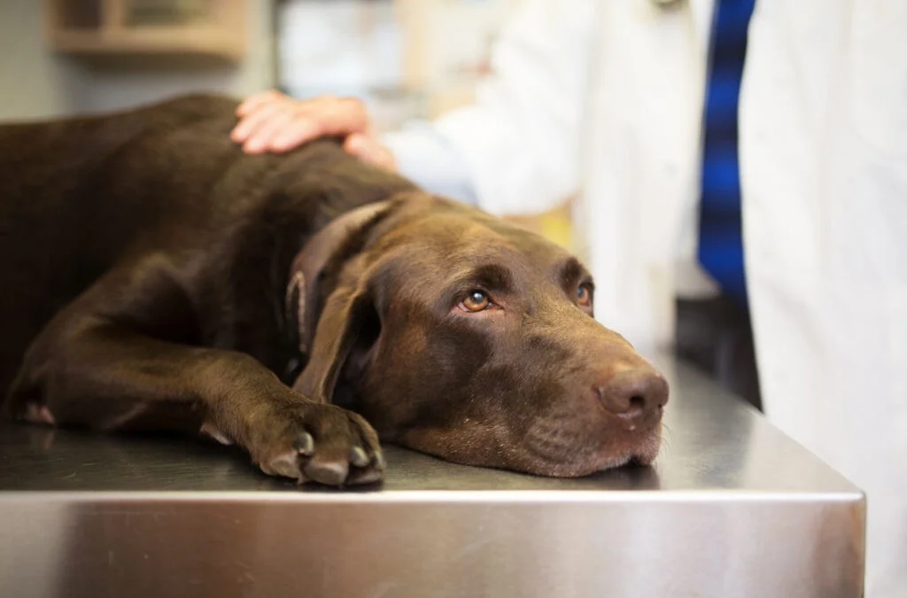 Acute Gastroenteritis in Dogs | UrgentVet
