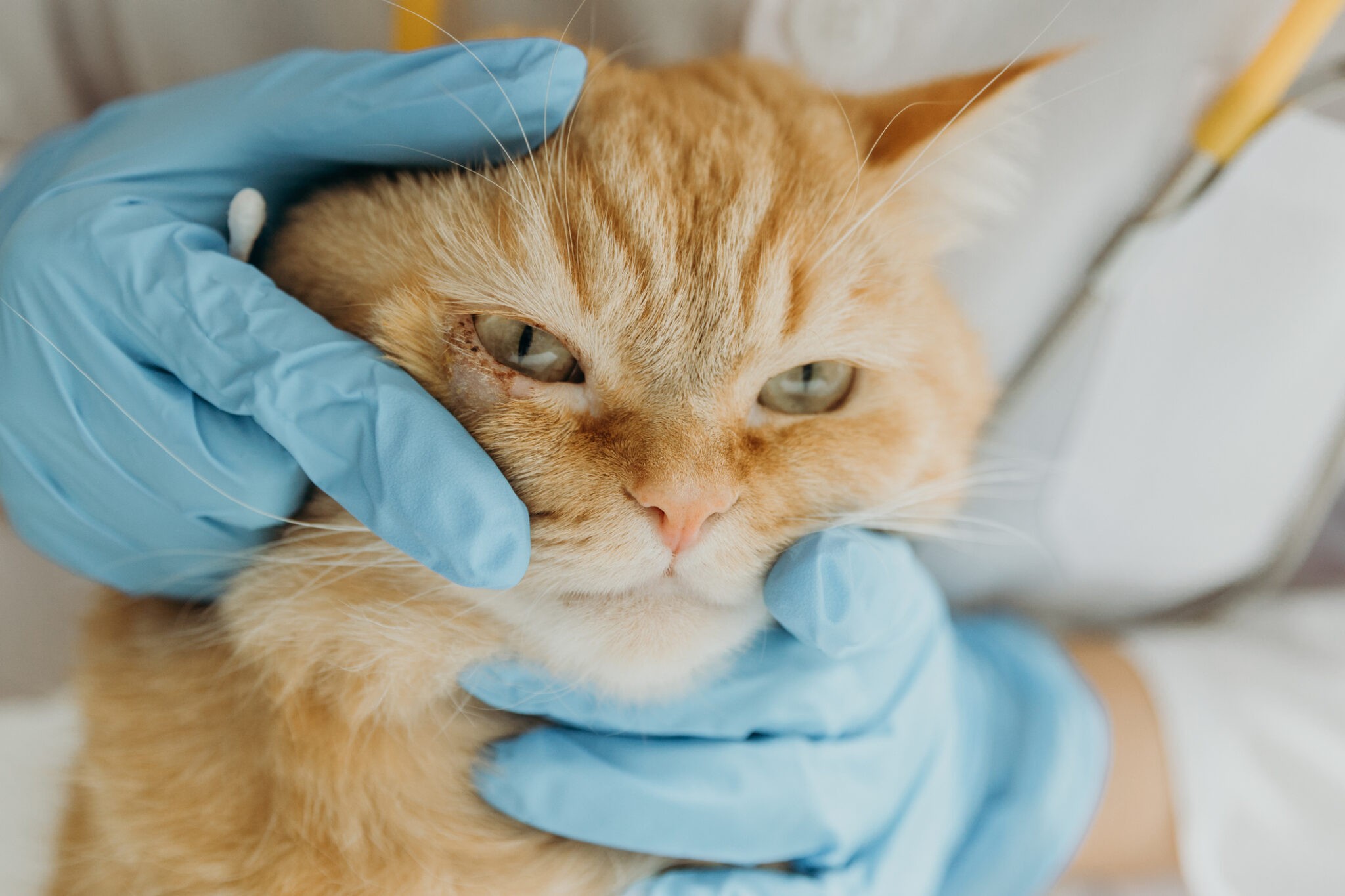 Conjunctivitis in Cats (Cat Eye Infections) | UrgentVet
