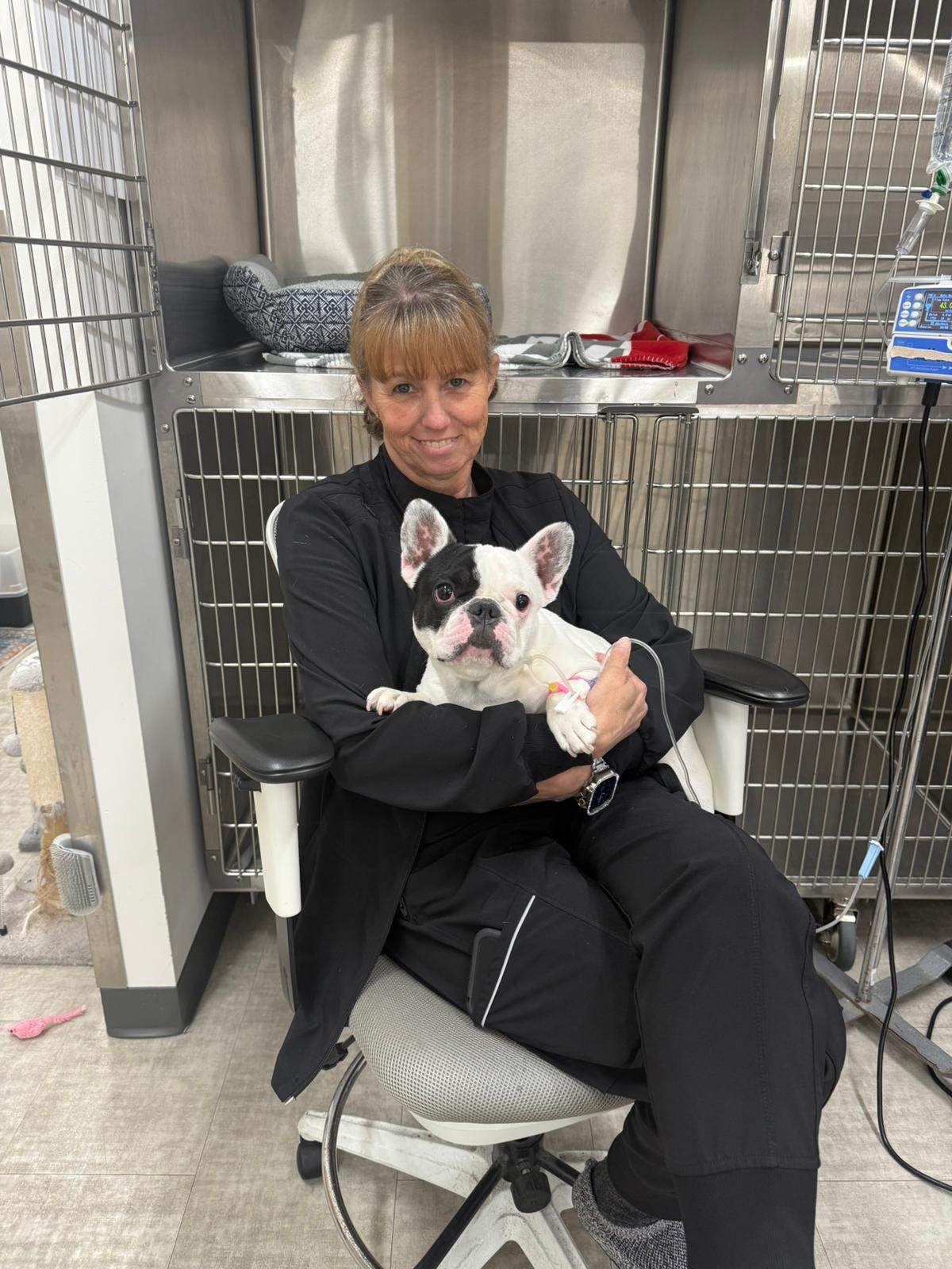 French Bulldogs Heat & Overheating: What to Know Before Walking ...