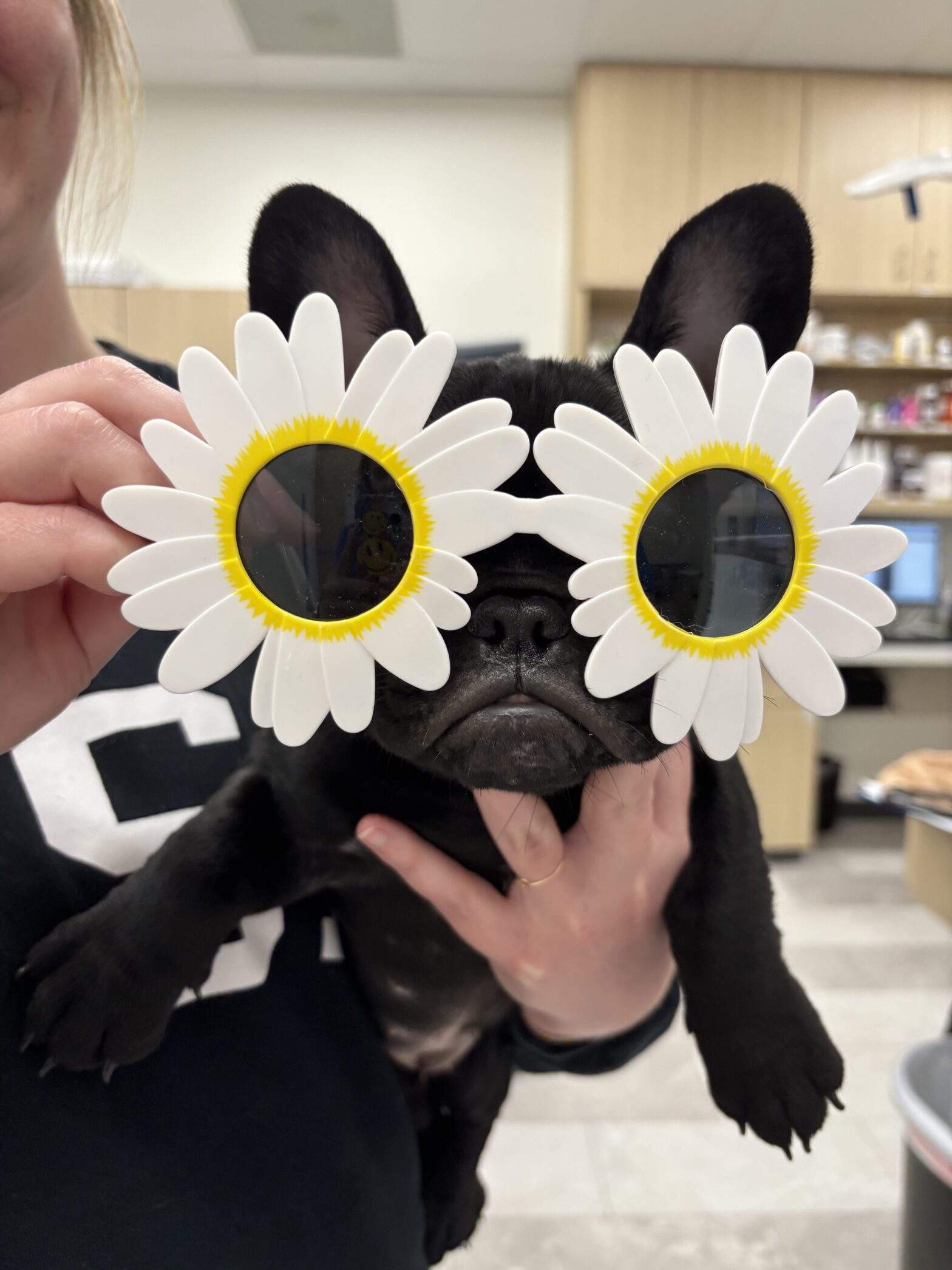 French Bulldogs Heat & Overheating: What to Know Before Walking ...