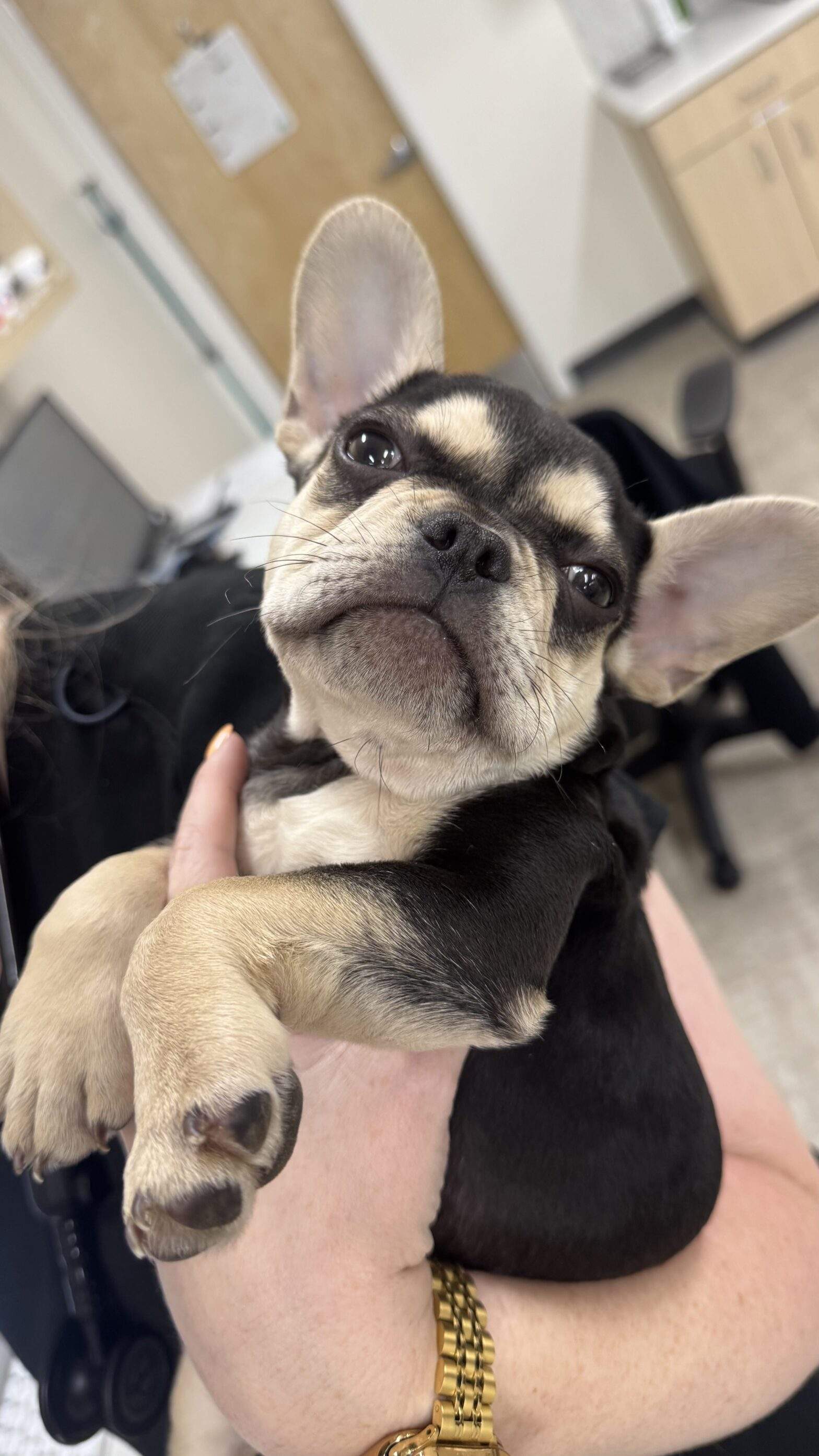 French Bulldogs Heat & Overheating: What to Know Before Walking ...